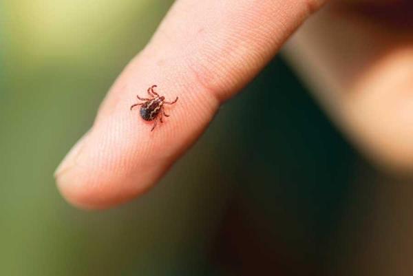 Tick Prevention And Management Mother Earth News